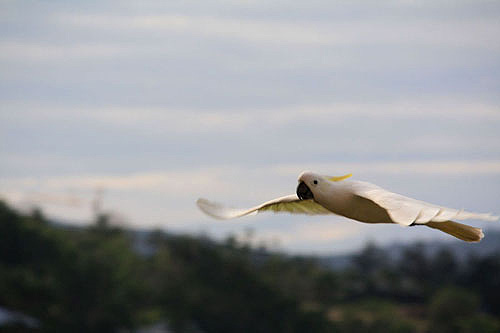 Flying Sulphur Crested Cockatoo Australia photo
