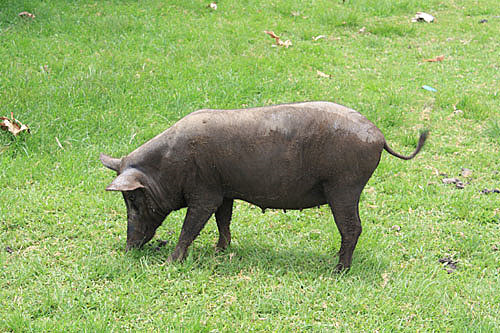 Pig Tonga photo