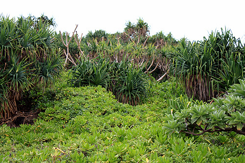 Pandanus Palm Forest Tonga photo